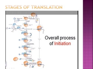 Protein Synthesis In Eukaryotes | PPTX