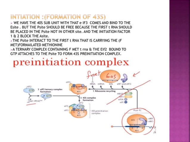 Protein Synthesis In Eukaryotes | PPTX | Programming Languages | Computing
