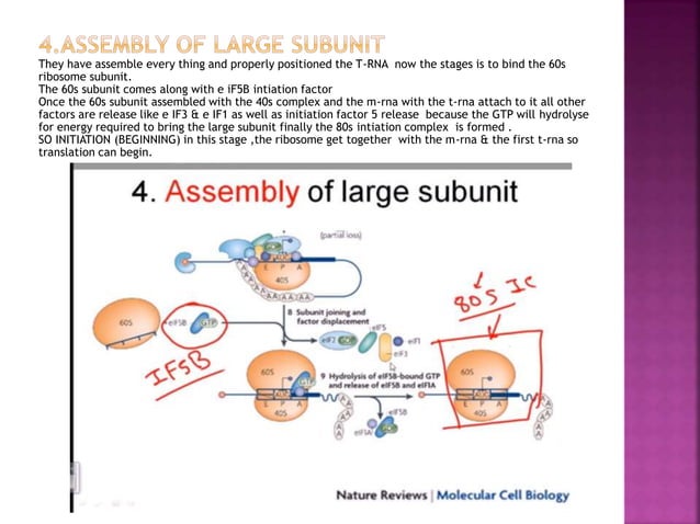 Protein Synthesis In Eukaryotes | PPTX | Programming Languages | Computing