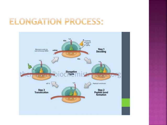 Protein Synthesis In Eukaryotes | PPT