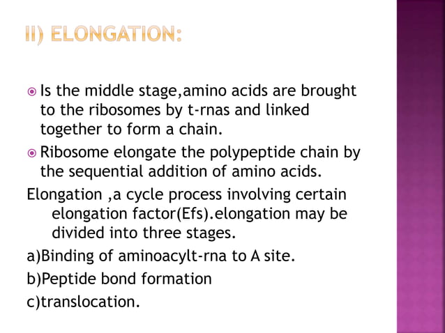 Protein Synthesis In Eukaryotes