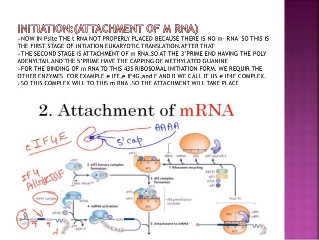 Protein Synthesis In Eukaryotes