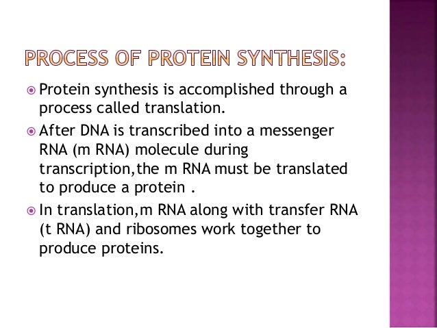 Protein Synthesis In Eukaryotes