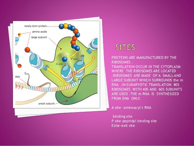 Protein Synthesis In Eukaryotes