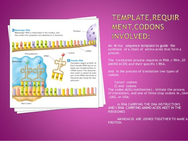 Protein Synthesis In Eukaryotes