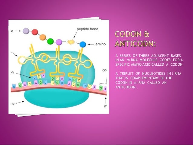Protein Synthesis In Eukaryotes