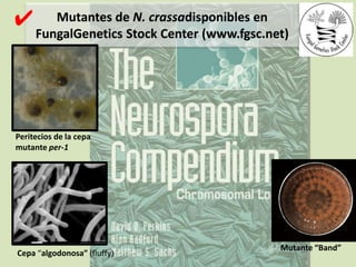 Genética y Biología Molecular de Neurospora | PPTX