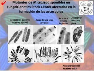 Genética y Biología Molecular de Neurospora | PPTX