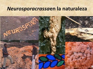 Genética y Biología Molecular de Neurospora | PPTX