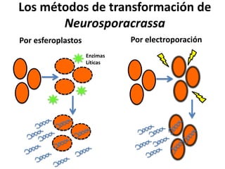 Genética y Biología Molecular de Neurospora | PPTX