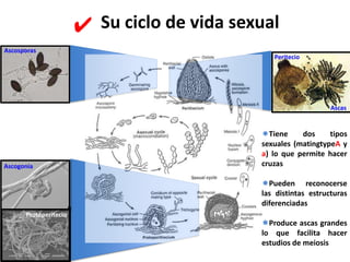 Genética y Biología Molecular de Neurospora | PPTX