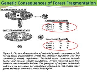 Genetic aspects of forest fragmentation | PPTX