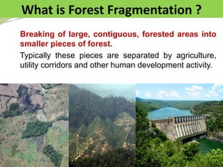 Genetic aspects of forest fragmentation | PPTX