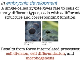 Genetic basis for development | PDF