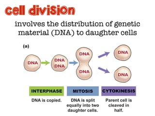 Genetic basis for development | PDF
