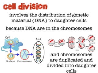 Genetic basis for development | PDF
