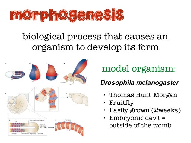 Genetic basis for development