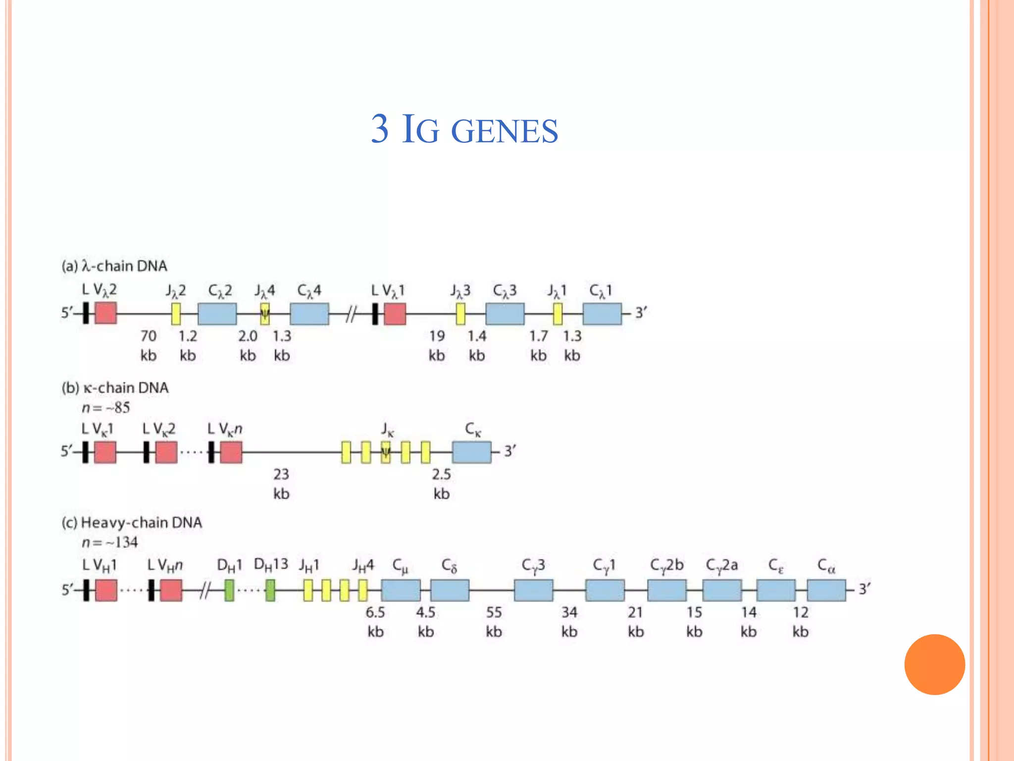 Genetic basis of antibody diversity | PPTX