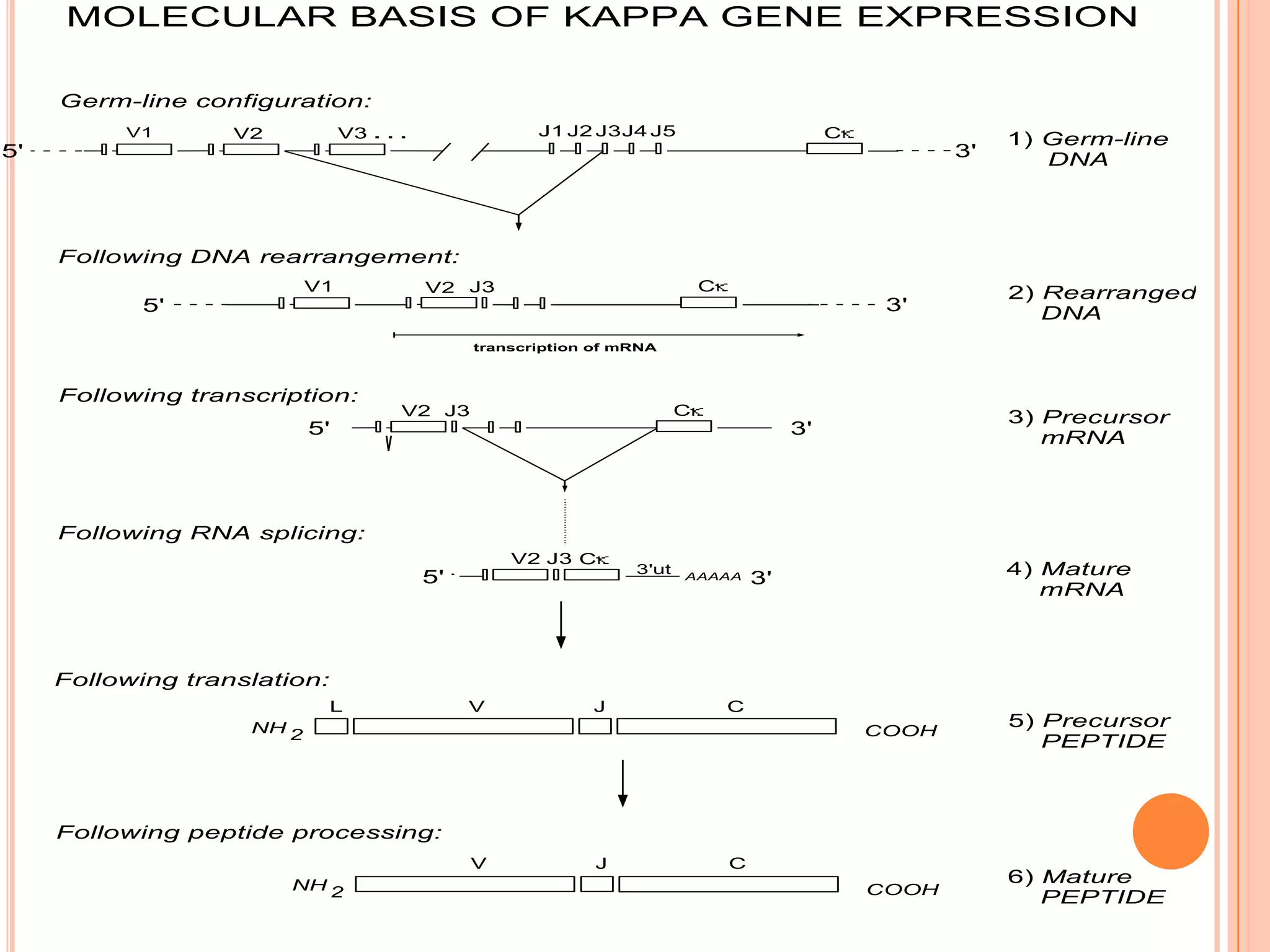 Genetic basis of antibody diversity | PPTX