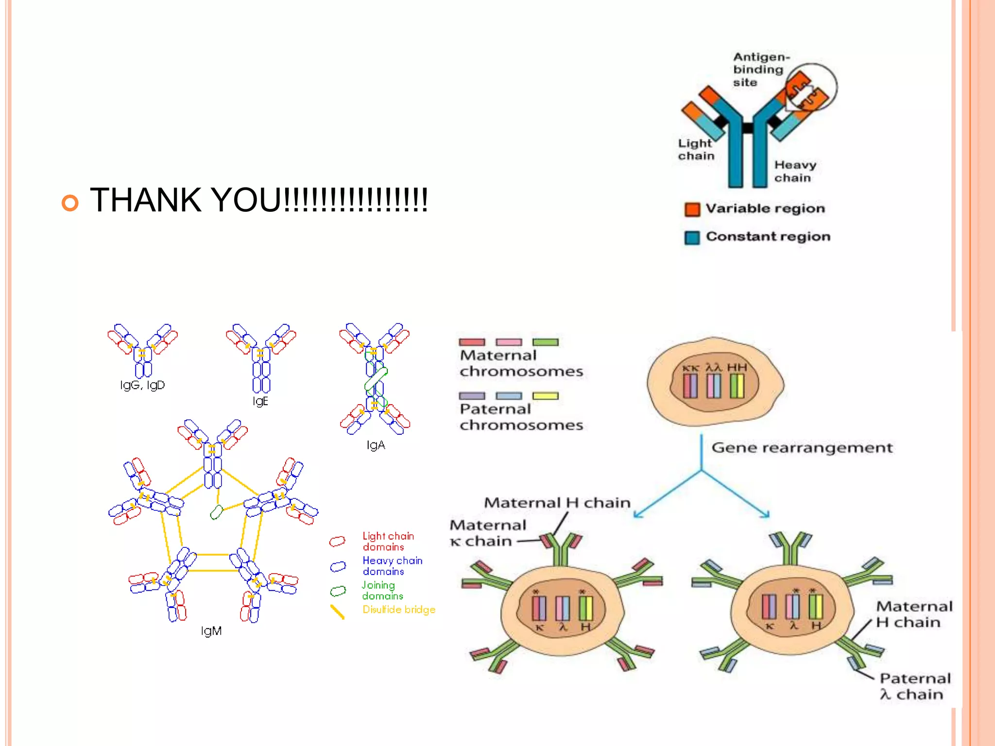 Genetic basis of antibody diversity | PPTX