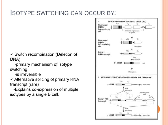 Genetic basis of antibody diversity | PPTX