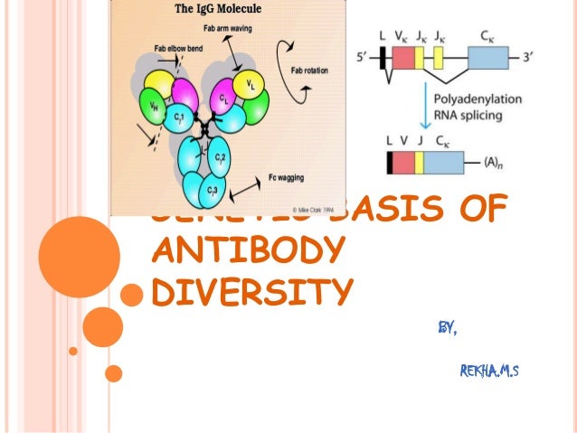 Genetic basis of antibody diversity