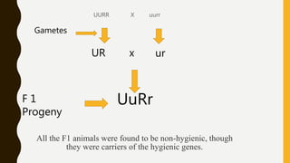 Genetic basis of behaviour | PPTX