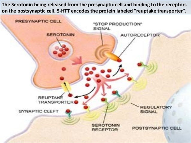Genetic basis of depression