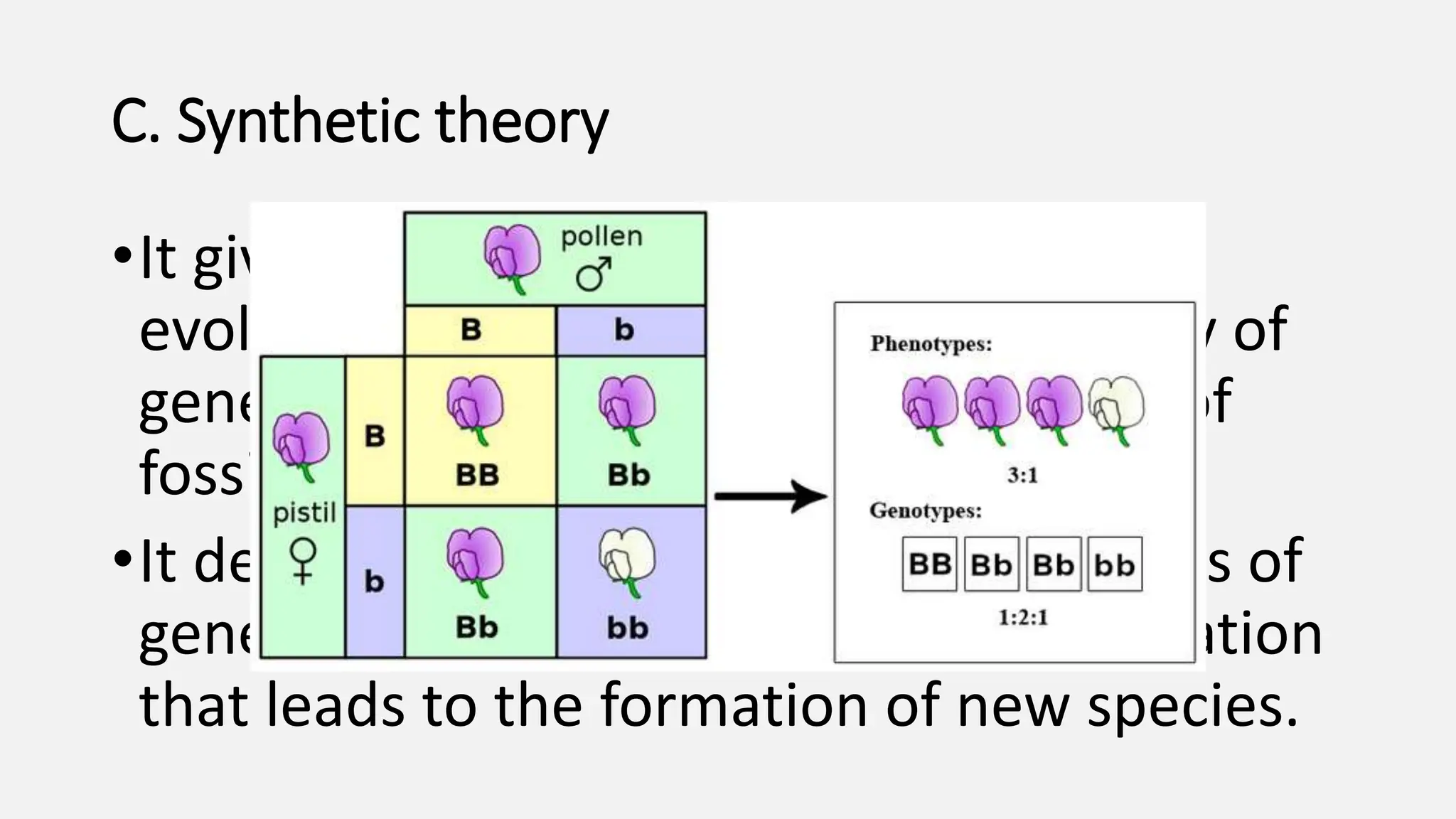 Genetic Basis of Evolution, powerpoint presentation | PPTX