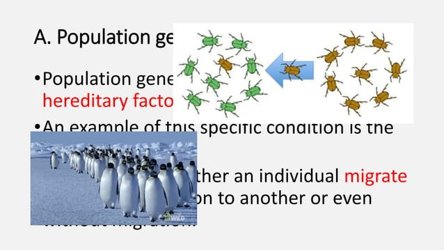Genetic Basis of Evolution, powerpoint presentation | PPTX
