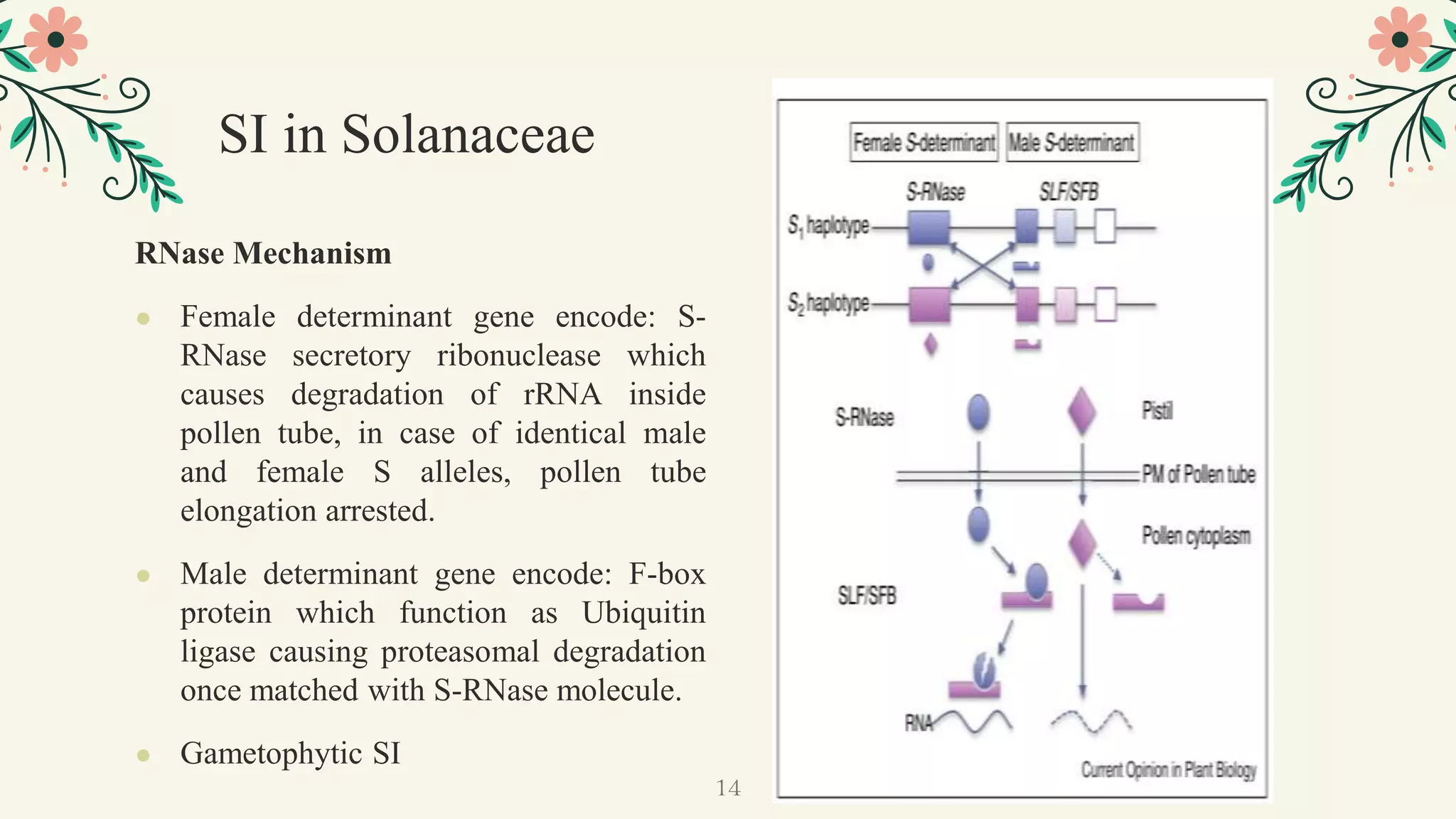 Genetic, biochemical and molecular mechanism SI and factors causing breakdown of it..pptx