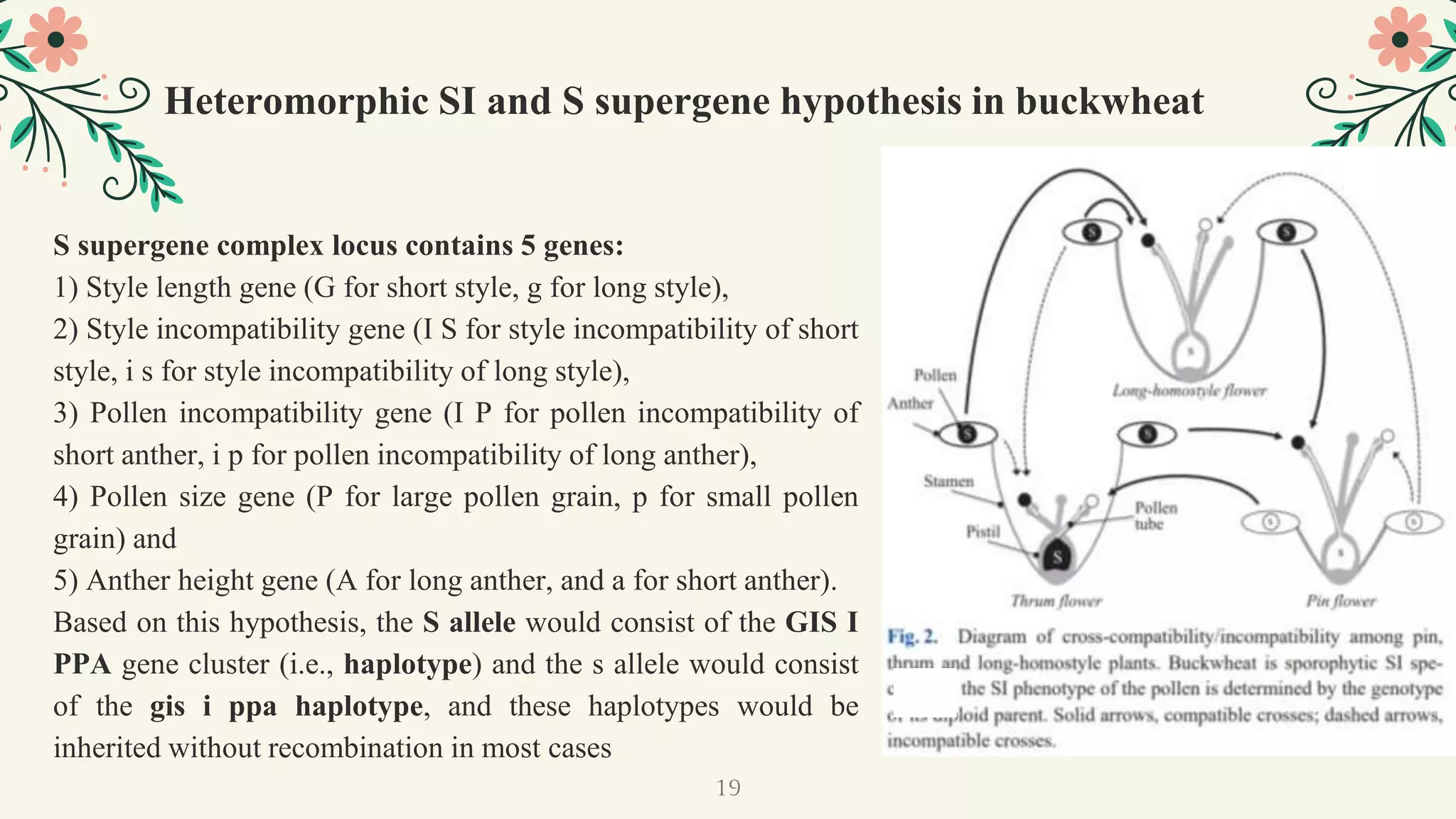 Genetic, biochemical and molecular mechanism SI and factors causing ...