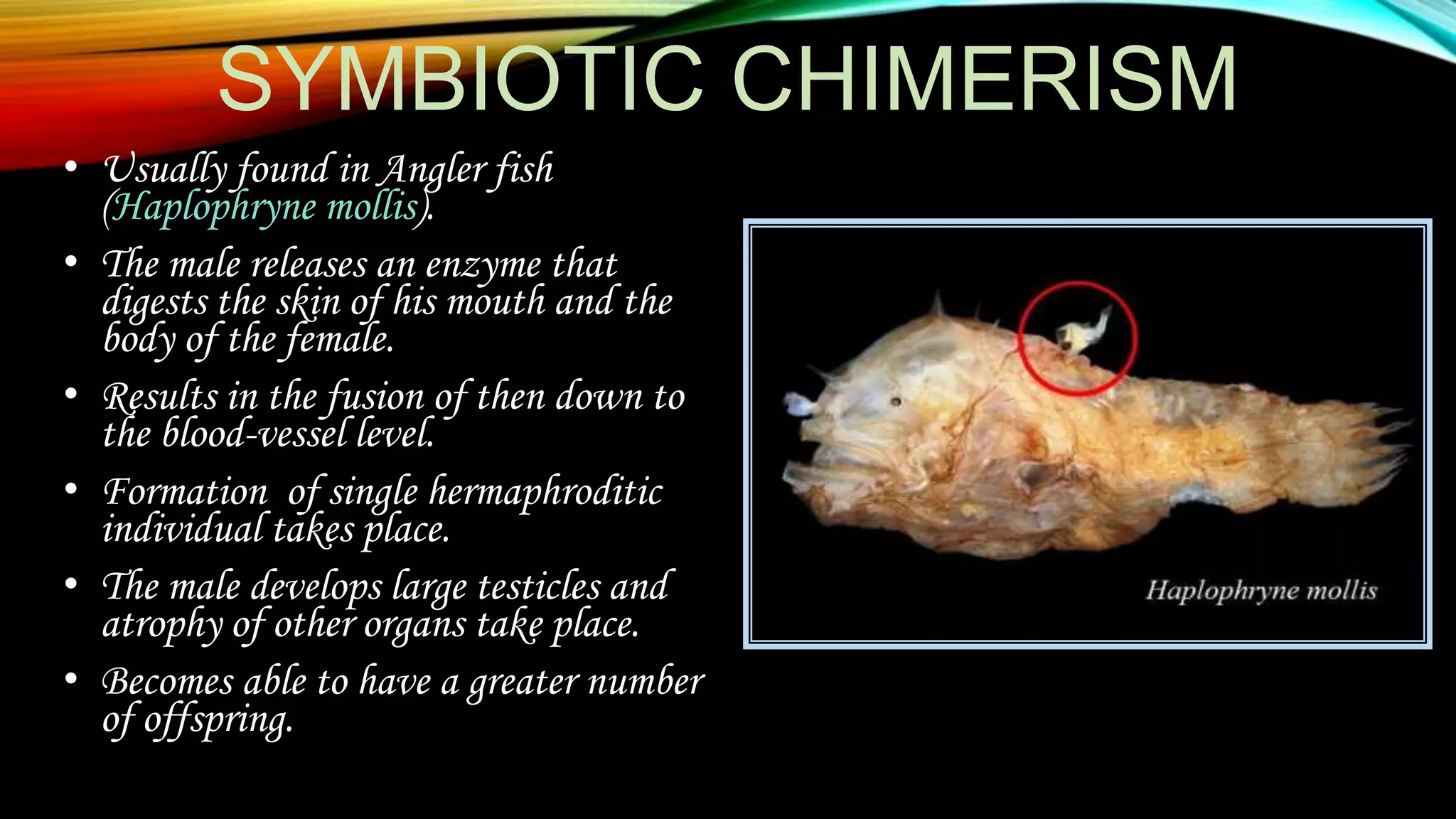 Genetic Chimerism | PPTX