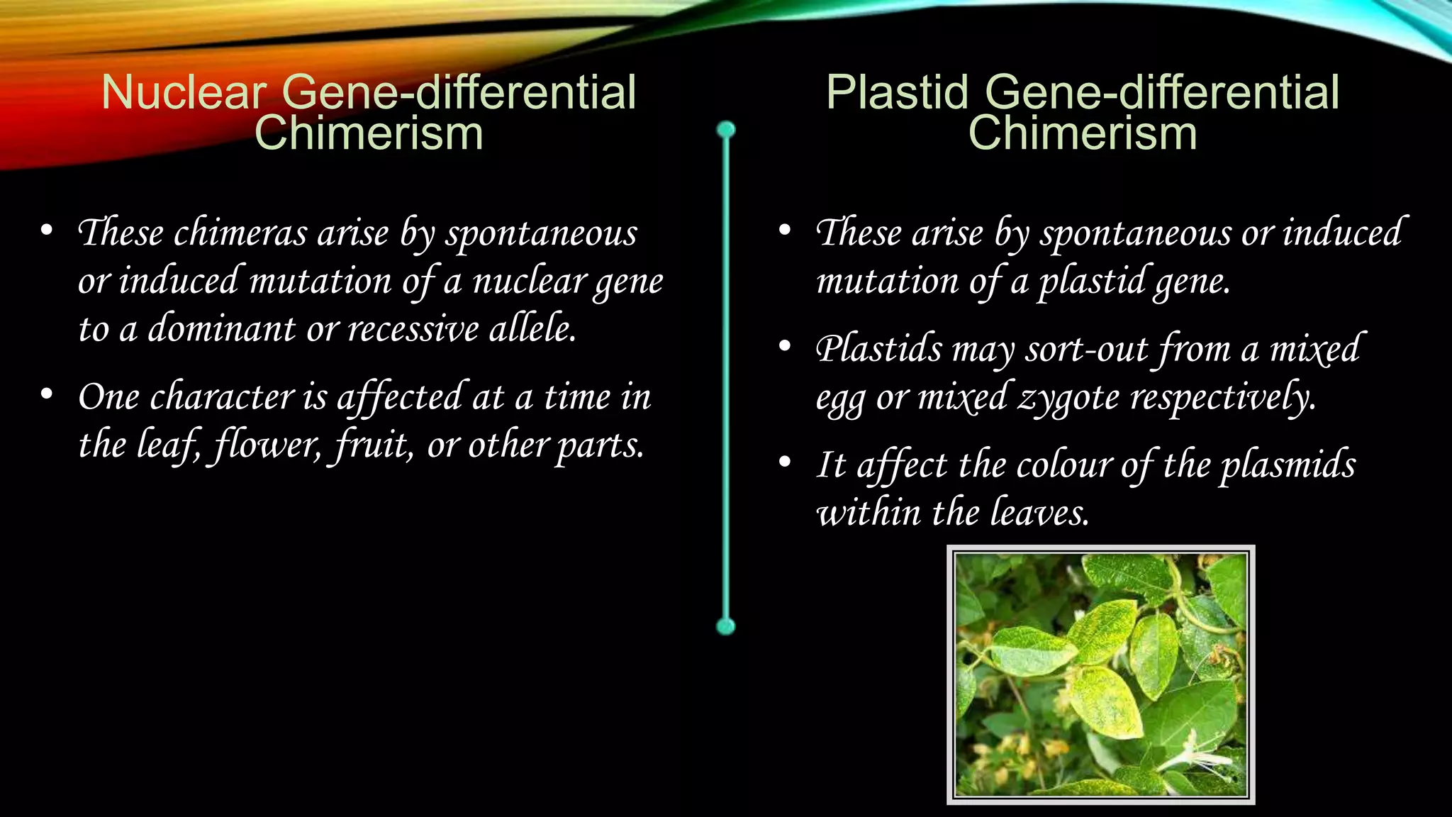 Genetic Chimerism | PPTX