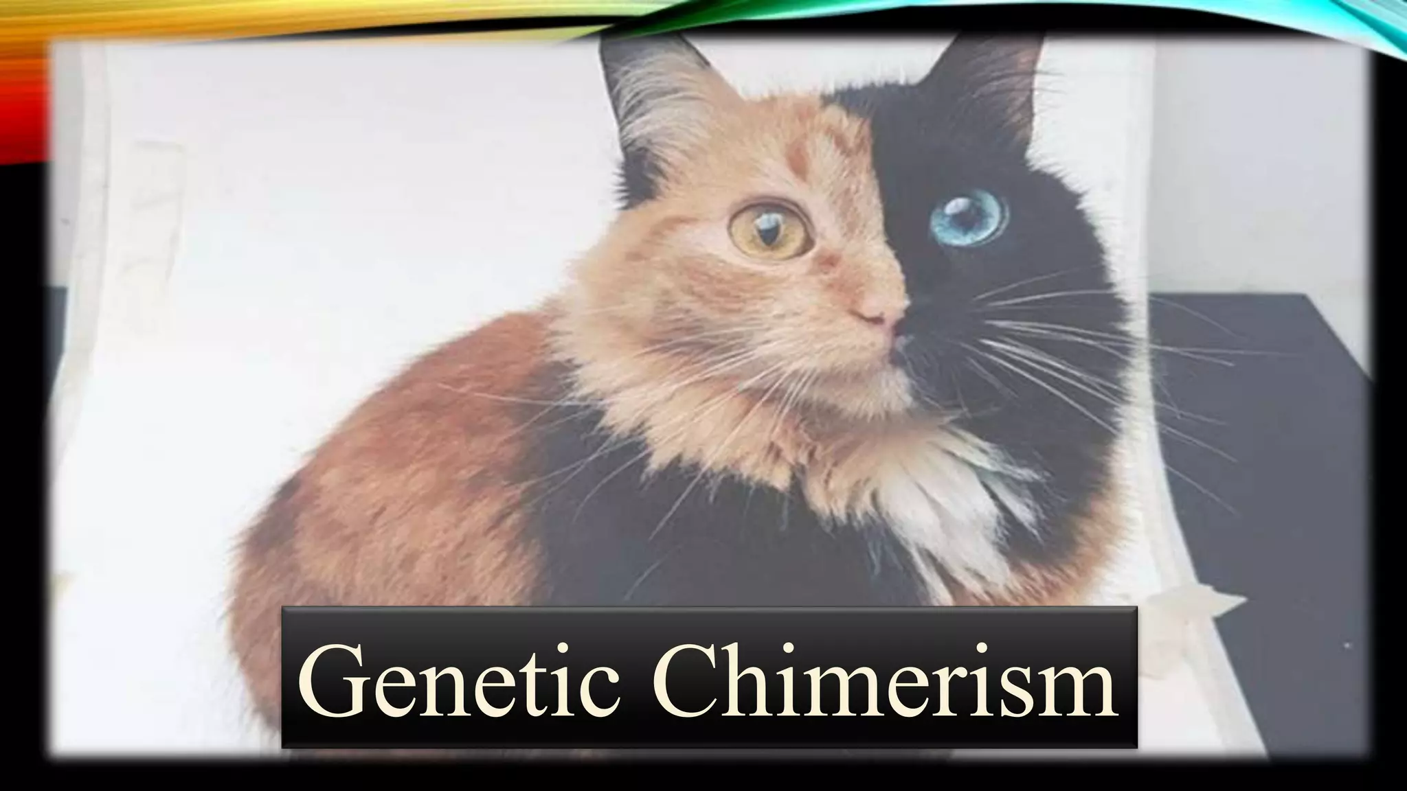 Genetic Chimerism | PPTX