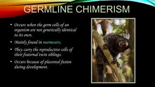 Genetic Chimerism | PPTX