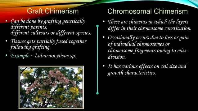Genetic Chimerism | PPTX