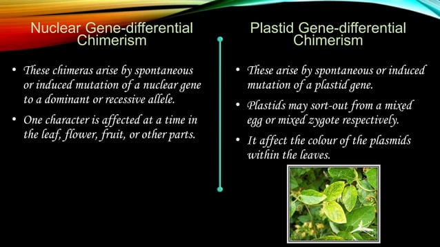 Genetic Chimerism | PPTX