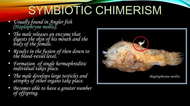 Genetic Chimerism | PPT