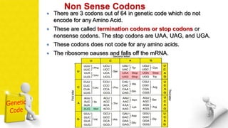 Genetic code - | PPSX