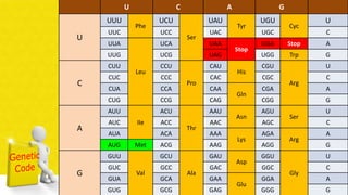 Genetic code - | PPSX