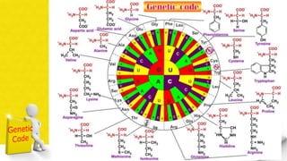 Genetic code - | PPSX