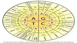 Genetic code | PPTX | Genetics | Science