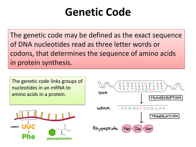 Genetic code and its properties | PDF