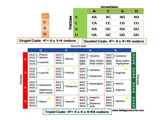 Genetic code and its properties | PDF