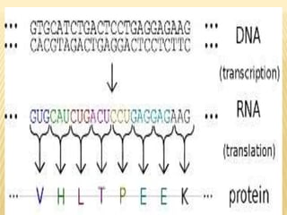 Genetic code properties | PPTX