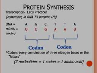 Genetic code properties | PPTX