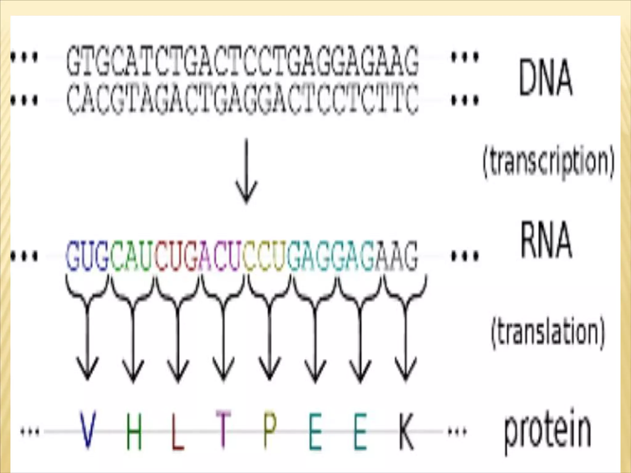 Genetic code properties | PPT