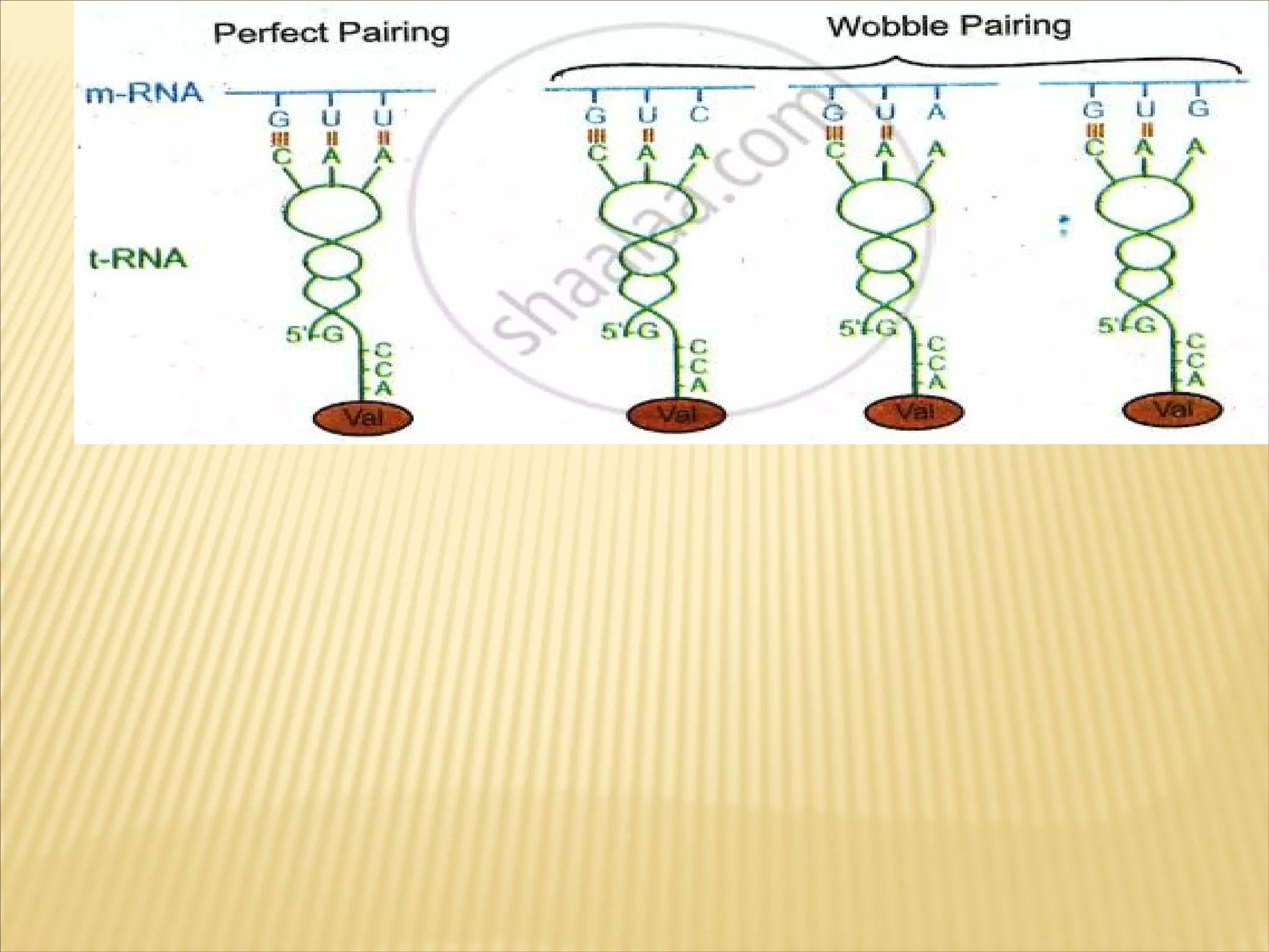Genetic Code Properties Ppt 7948