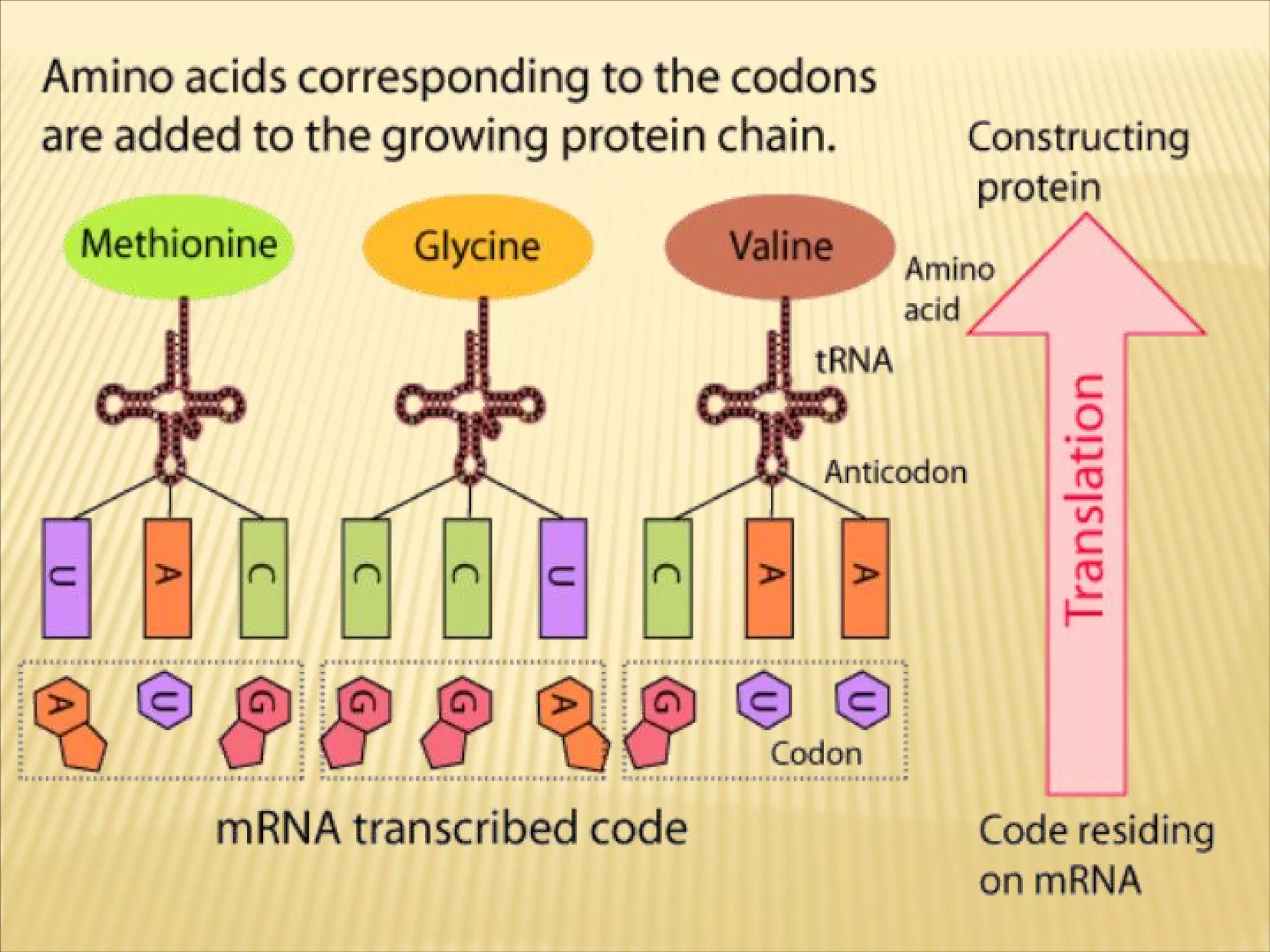 Genetic Code Properties Ppt 8630